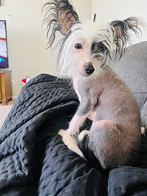Windsor, CO - Chinese Crested. Meet Slate a Pet for Adoption ...