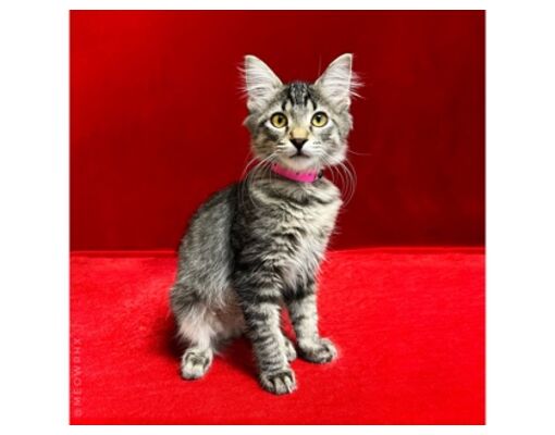 Phoenix, AZ - Domestic Mediumhair/Domestic Mediumhair. Meet Foofa a Pet ...