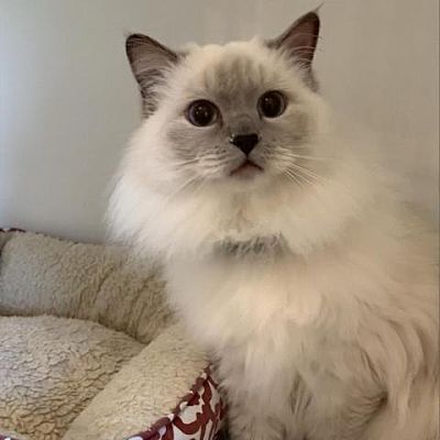 Cumming, GA - Ragdoll. Meet Sugar a Pet for Adoption - AdoptaPet.com
