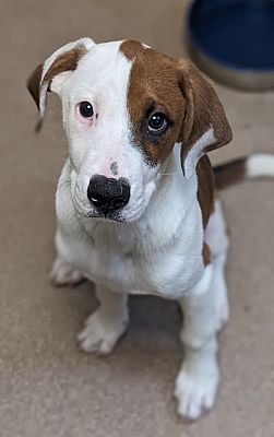 Mipiltas, CA - Boxer/Coonhound. Meet Bahamas a Pet for Adoption ...