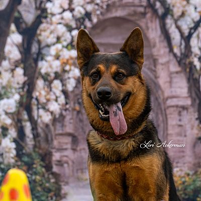 Newberg, OR - German Shepherd Dog/Mixed Breed (Medium). Meet Amos a Pet ...