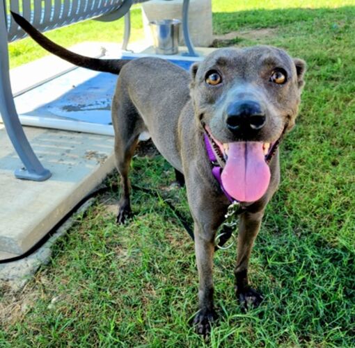 Dallas, TX - Blue Lacy/Texas Lacy/Whippet. Meet Pudding a Pet for ...
