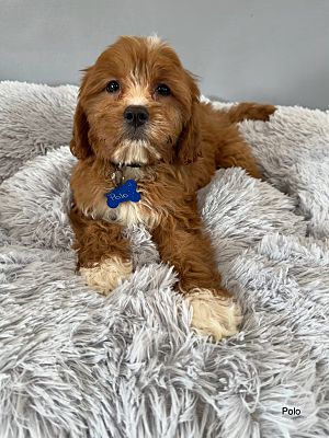 West Milford, NJ - Cavapoo. Meet Polo a Pet for Adoption - AdoptaPet.com