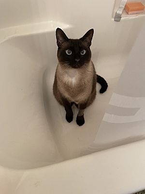 Prince George, VA - Siamese. Meet Tobi a Pet for Adoption - AdoptaPet.com