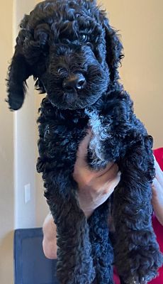 Tucson, AZ - Goldendoodle. Meet Boone a Pet for Adoption - AdoptaPet.com
