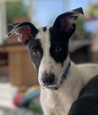 San Diego, CA - English Pointer/Australian Cattle Dog. Meet Bella a Pet ...