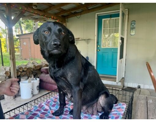 Jackson, MI - Labrador Retriever/Mixed Breed (Medium). Meet Clementine ...
