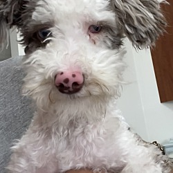 Naples, FL - Toy Poodle. Meet Matisse a Pet for Adoption - AdoptaPet.com