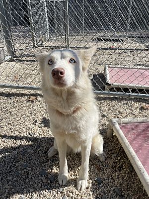 Cornelius, NC - Husky/Siberian Husky. Meet Juno a Pet for Adoption ...