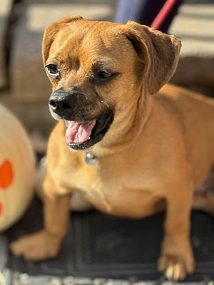 Sparta, NJ - Puggle/Pug. Meet Maggie a Pet for Adoption - AdoptaPet.com