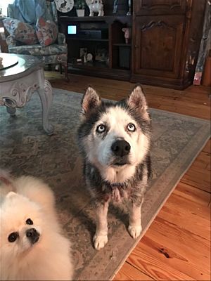 Raleigh, NC - Siberian Husky. Meet Faith a Pet for Adoption - AdoptaPet.com