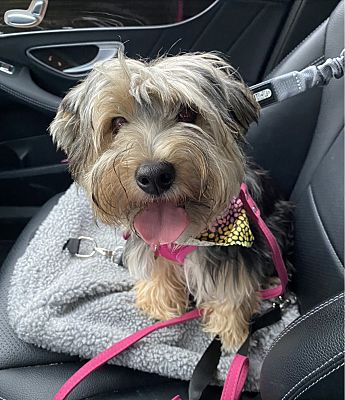 Wilmington, NC - Yorkie Poo. Meet Mazie a Pet for Adoption - AdoptaPet.com