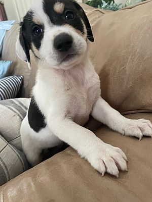 Dover, ME - Bernese Mountain Dog/Poodle (Miniature). Meet BUFFY a Pet ...