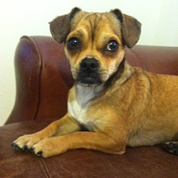 San Diego, CA - Pug/Chihuahua. Meet JOSIE, Pugchi! a Pet for Adoption ...