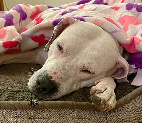 Harrison, NY - Pit Bull Terrier. Meet Cupcake a Pet for Adoption ...