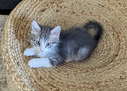 Tucson, AZ - Domestic Mediumhair. Meet Pusheen a Pet for Adoption ...
