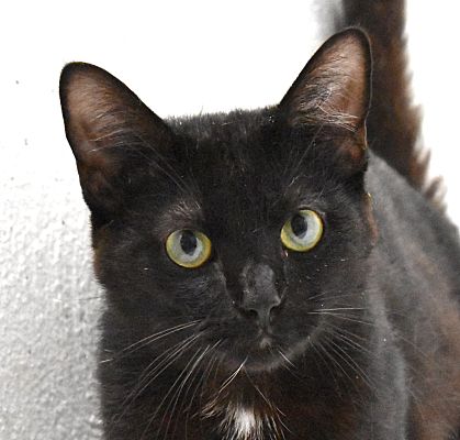 Springfield, OH - Domestic Shorthair. Meet Moe a Pet for Adoption ...