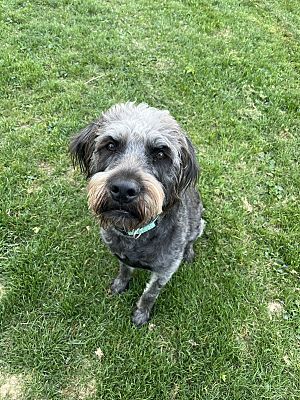 Mechanicsburg, PA - Cane Corso/Poodle (Standard). Meet Tyson a Pet for ...