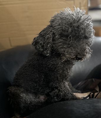 Windsor, CO - Miniature Poodle. Meet Dinah a Pet for Adoption ...