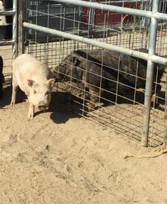 Jurupa Valley, CA - Pig (Farm). Meet Livestock a Pet for Adoption ...