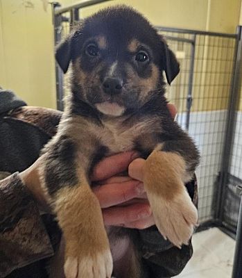 Thompson Falls, MT - Boxer/Shepherd (Unknown Type). Meet Cutter a Pet ...