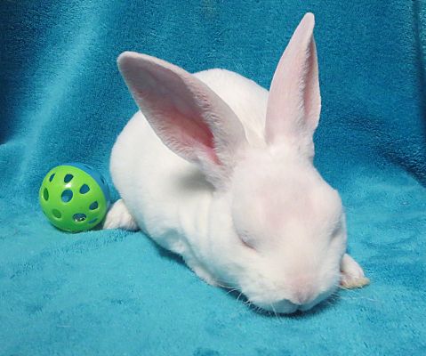 Culver City, CA - Mini Rex. Meet Chicklet a Pet for Adoption ...