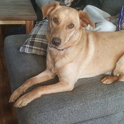 Thomaston, CT - Golden Retriever/Terrier (Unknown Type, Medium). Meet ...