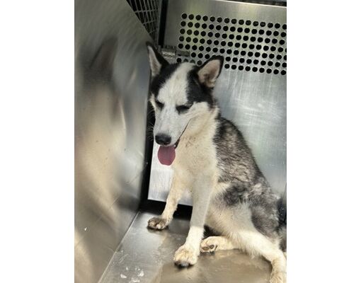 Fort Worth, TX - Alaskan Klee Kai/Mixed Breed (Medium). Meet Azul a Pet ...