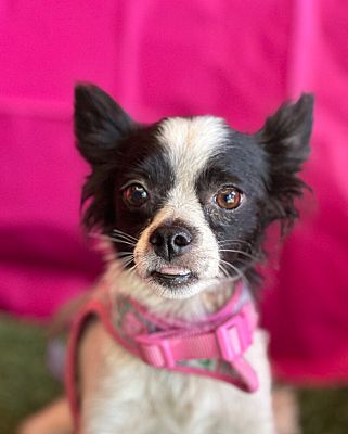 Carlsbad, CA - Papillon/Cocker Spaniel. Meet Amy a Pet for Adoption ...