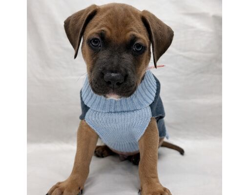 Parker, CO - American Pit Bull Terrier. Meet 977 (2025) a Pet for ...