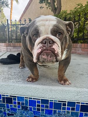 Las Vegas, NV - English Bulldog. Meet Peaches a Pet for Adoption ...