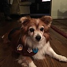 Corgi Puppies - Corgi Rescue and Adoption Near You