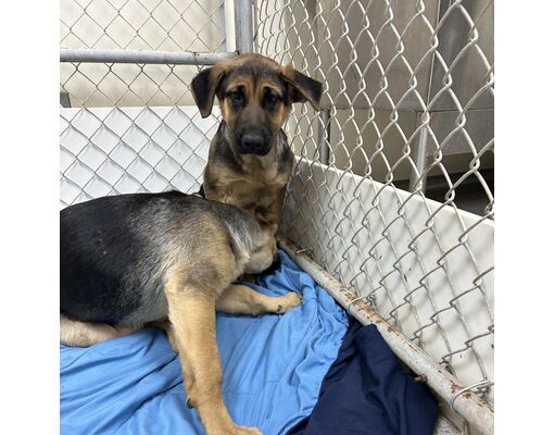 North Charleston, SC - German Shepherd Dog. Meet Rori a Pet for ...