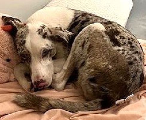 Gulfport, MS - Catahoula Leopard Dog/Border Collie. Meet Benji Cow a ...