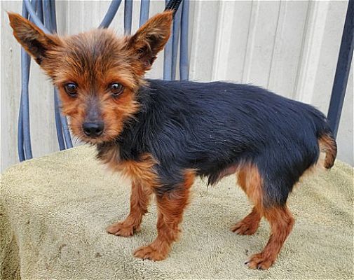 Mountain View, MO - Yorkie, Yorkshire Terrier. Meet Jackson a Pet for ...