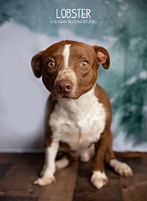 Littleton, CO - Pit Bull Terrier. Meet Red Lobster a Pet for Adoption ...