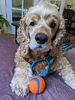 Flushing, NY - Cocker Spaniel. Meet Murphy a Pet for Adoption ...
