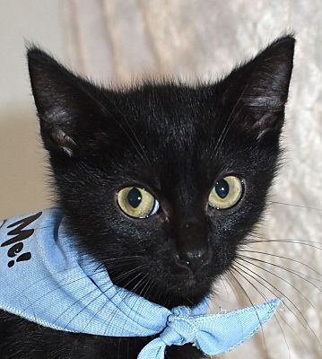 Springfield, OH - Domestic Shorthair. Meet Mist a Pet for Adoption ...