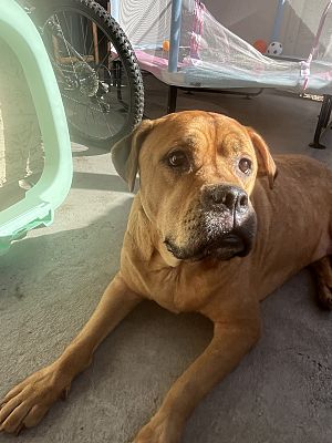 Phoenix, AZ - American Staffordshire Terrier/Boxer. Meet Taz a Pet for ...