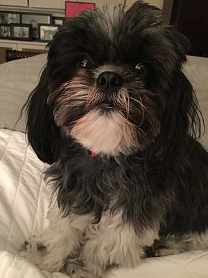 Charleston, SC - Shih Tzu. Meet Reggie a Pet for Adoption - AdoptaPet.com