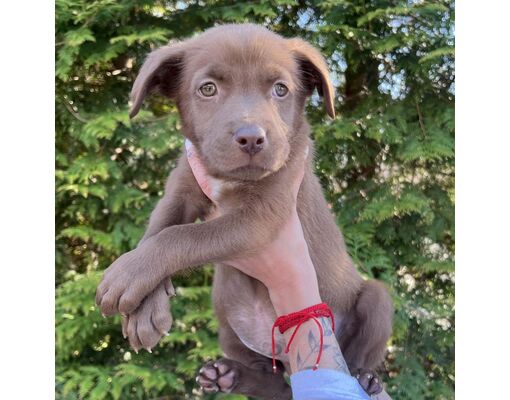 Eastford, CT - Labrador Retriever/Mixed Breed (Medium). Meet NY Root ...