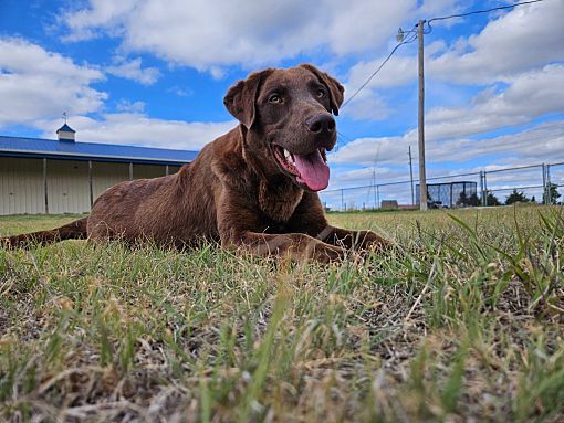 Pratt, KS - Labrador Retriever. Meet Mars a Pet for Adoption ...
