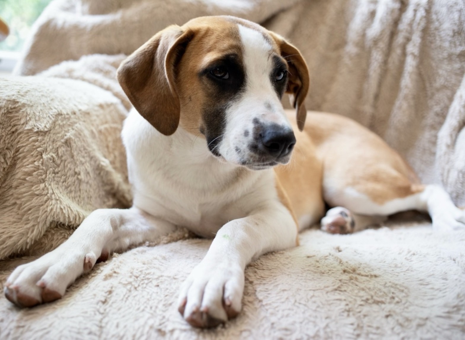 Adopt Twyla a Tan/Yellow/Fawn - with White Beagle / Mixed dog in ...