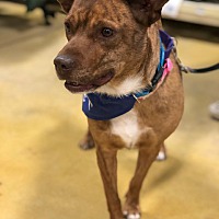 Adoptable Pets – Rover Rescue