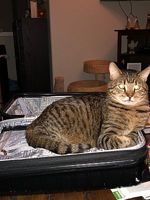 Tigard, OR - Domestic Mediumhair. Meet Linus a Pet for Adoption ...