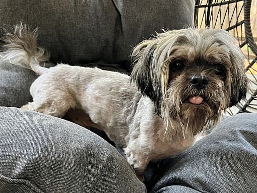 Atlanta, GA - Shih Tzu. Meet Marvin a Pet for Adoption - AdoptaPet.com