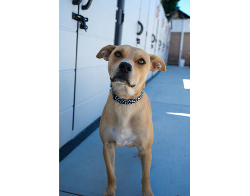 Newport Beach, CA - Mixed Breed (Medium). Meet Dani a Pet for Adoption ...
