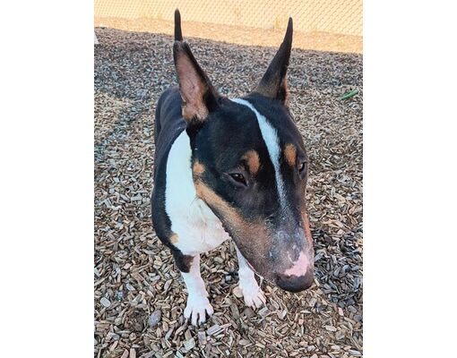 Albuquerque, NM - Bull Terrier. Meet CHANELLE a Pet for Adoption ...