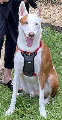 Citra, FL - Podengo Portugueso. Meet Hunter a Pet for Adoption ...