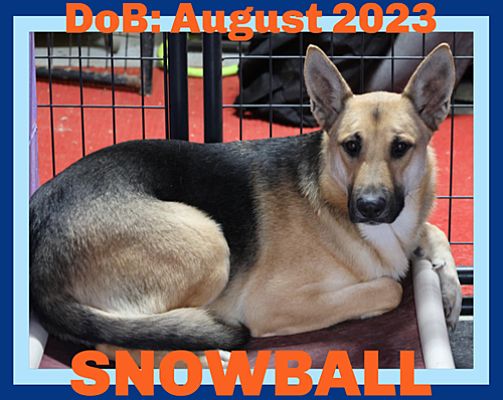 New Brunswick - (location MAINE), NJ - German Shepherd Dog. Meet ...